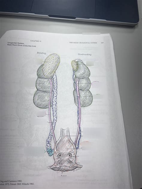Ornithology Lab Urogenital Male Diagram Quizlet