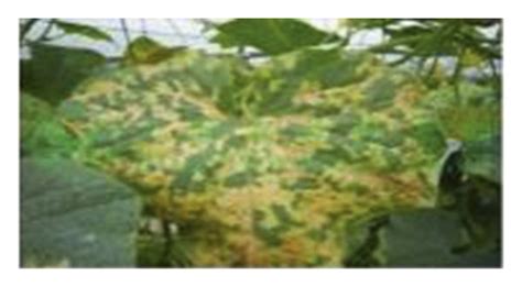 Cucumber Diseased Leaf Dataset A Angular Leaf Spot B Anthracnose Download Scientific