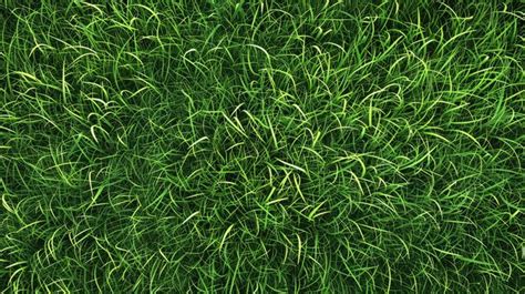 59000 Grass Textured Background Pictures