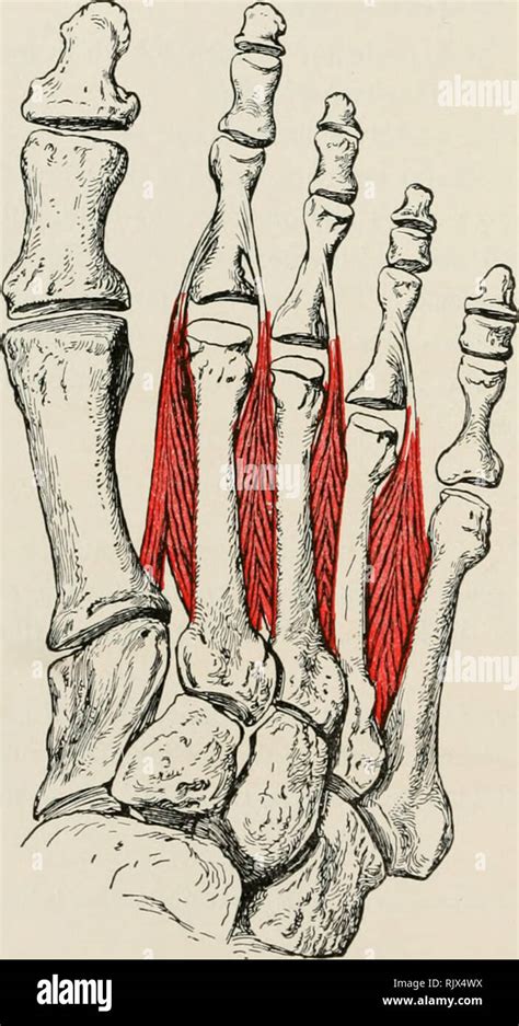 Atlas And Text Book Of Human Anatomy Anatomy Atlases 228 Atlas And Text Book Of Human