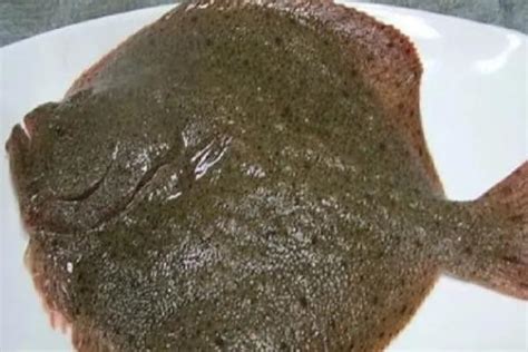 又薄又扁的鱼是什么鱼，可能是鲳鱼、鳊鱼、多宝鱼、舌鳎、魟鱼等 新三农