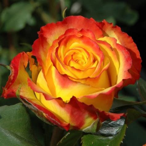 Tequila Sunrise Rose 1600 Rosen Online Kaufen