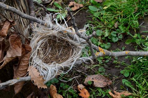 Bird S Nest On A Tree Branch With Plastic Stock Image Image Of Nest Tree 243193279
