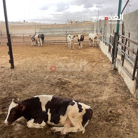 رغم وقف استيرادها دخول عجول مشابهة للسلالات المحلية فيديو و