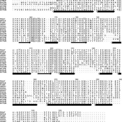 multiple sequence alignment of a subset of putative β cas numbering