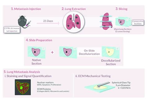 schematic representation of the methodology followed in this work