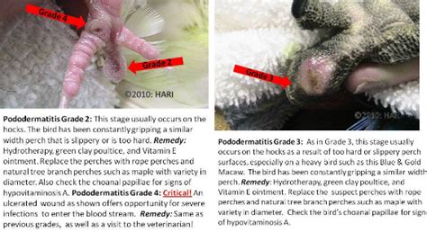 First Aid Pododermatitis Whats Normal Hagen Avicultural Research Institute First Aid Pododermatitis Whats Normal Hagen Avicultural Research Institute