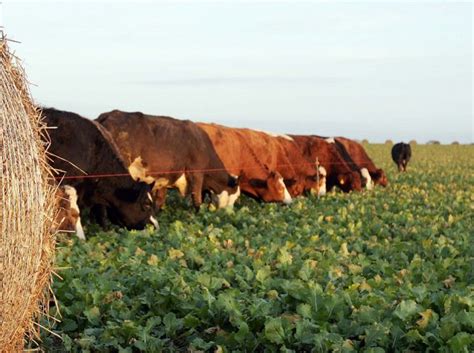Growing Forage Crops To Reduce Wintering Costs Fane Valley