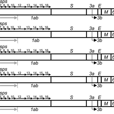 Sequence Alignment And Genome Organization Of Bat Cov Sars Cov 2