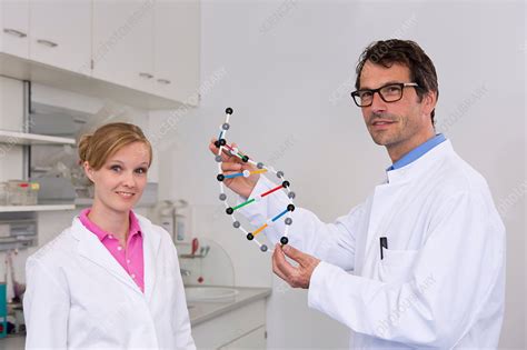 Scientists With Dna Molecular Model Stock Image F009 1325 Science Photo Library