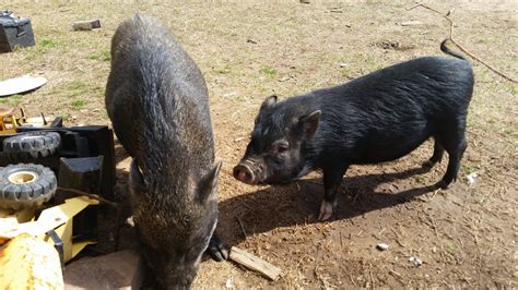 Pig With Bleeding Page 3 Backyardherds Goats Horses Sheep Pigs