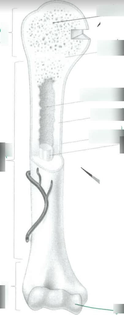 Long Bone Diagram Diagram Quizlet