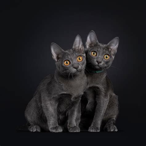 Korats Cats The Korat Cat Wlysn