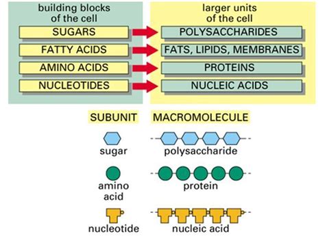 Simple Diagram Of Macromolecules Proteins Carbohydrates Lipids And