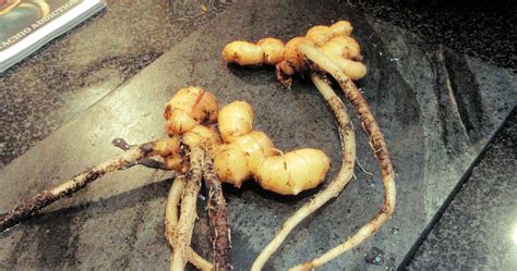 Gourmet Gardening Growing Ginger The Harvest