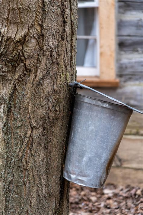 Premium Photo Tapping Maple Trees For Sap To Make Maple Syrup In Canada