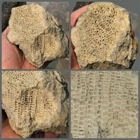 Tabulate Coral Honeycomb Coral Fossil Lived 449 Mya Found In