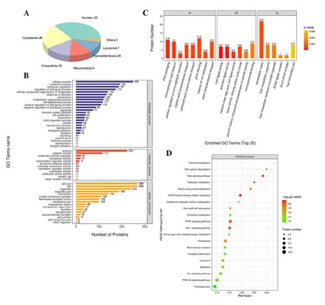 Functional Analysis Of Deps A Subcellular Location Of Deps Between