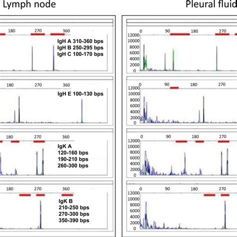 Comparative Immunoglobulin Heavy Chain Gene And Kappa Light Chain Gene Download Scientific
