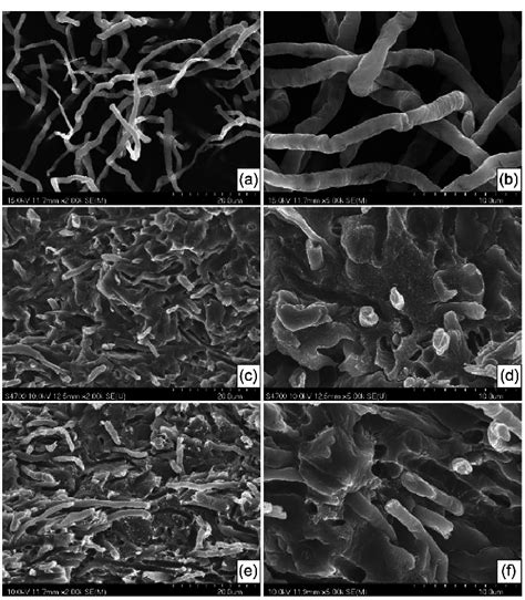 Scanning Electron Micrographs Of The Bleached Red Algae Fibers A Download Scientific Diagram