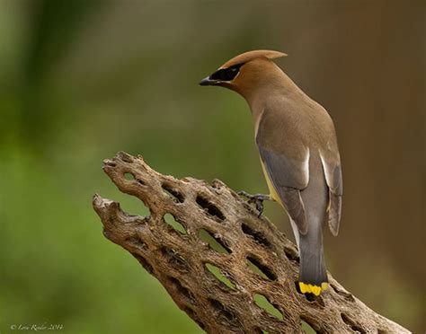 Cedar Waxwing Id Facts Diet Habit And More Birdzilla