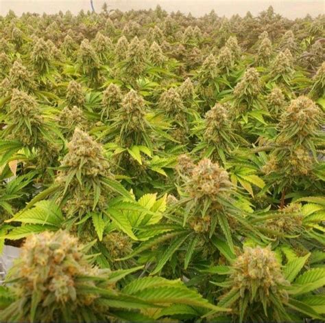 Maximizing Cannabis Growth Without Trellis Ganjapapa Solutions