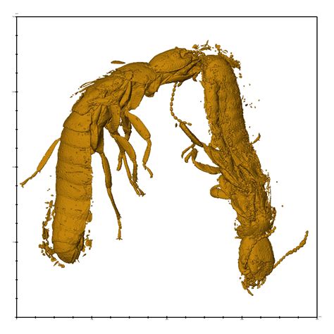 Kalotermitidae Insect Symbiosis Lab