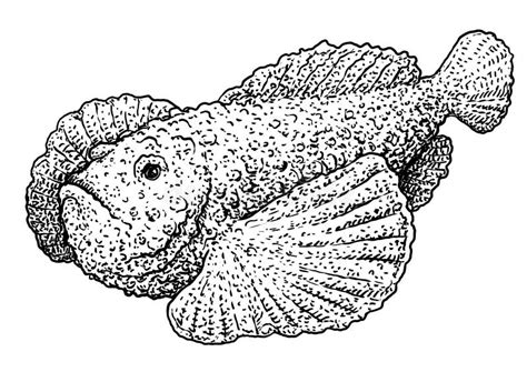 Red Stonefish Stock Vector Illustration Of Spike Marine 16319904