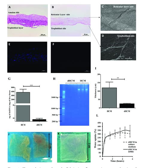 Human Chorion Membrane Decellularization Representative Transversal
