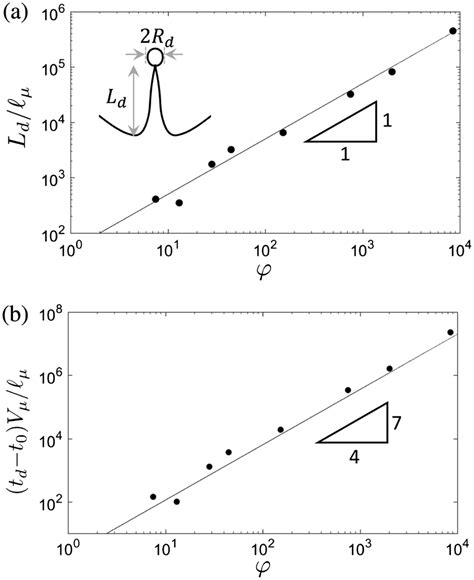 comparison between the numerical result dots and the scaling