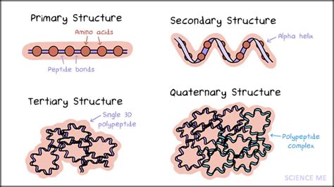 Quaternary Structure Of Dna Structure Prediction And Protein