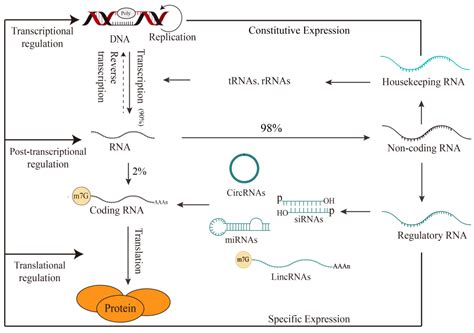Biogenesis Mode Of Action And The Interactions Of Plant Non Coding Rnas