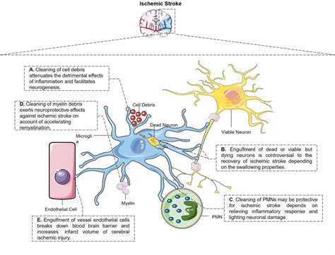Glial Phagocytic Clearance In Parkinsons Disease