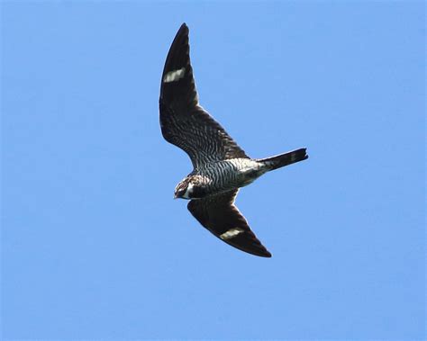 Nighthawk In Flight 60 Photos