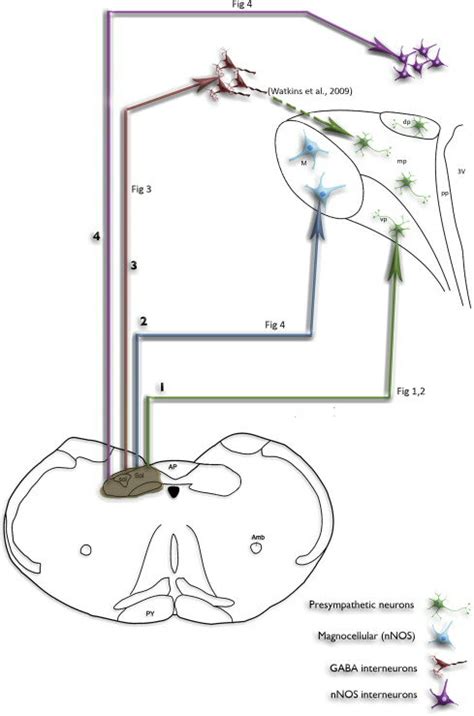 Drawing Summarising The Four Main Axonal Pathways Projecting From The