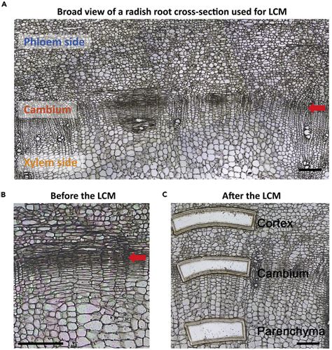 Microscope Views Of Radish Root Cross Sections Used For Laser Capture Download Scientific