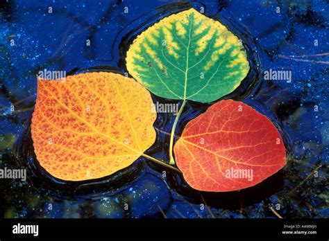 Aspen Leaves In Fall Color On Rush Creek June Lake California Stock