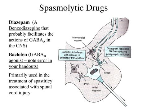 Ppt The Neuromuscular Junction Powerpoint Presentation Id572079