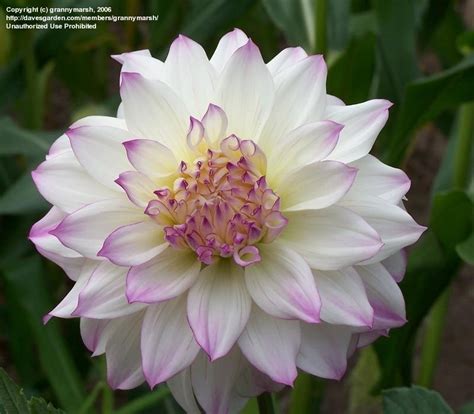 Plantfiles Pictures Informal Decorative Dahlia Ferncliff Illusion