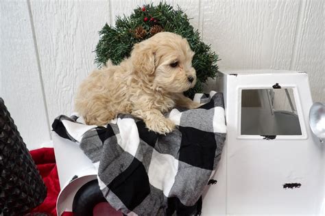 Toby Malti Poo Puppy 20a7a1 Pawrade