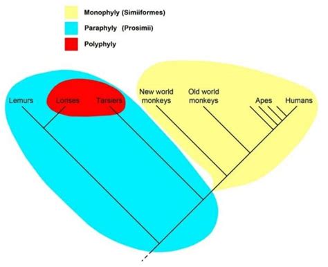 Monophyletic Definition Overview And Quiz Biology Dictionary