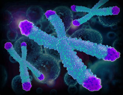 Telomeres Aging And Telomere Length Quantification By Qpcr Sciencell