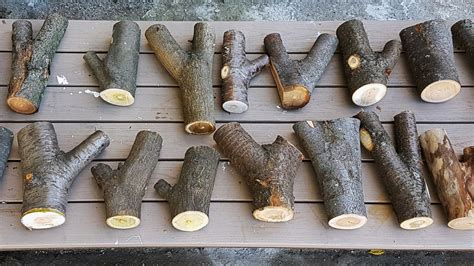 Mit Engineers Build Load Bearing Structures From Tree Forks