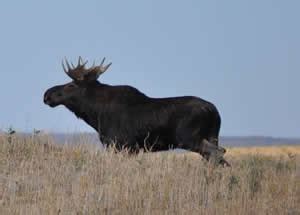 Moose Sex Project EHarmony Of Wildlife Canada Adventure Travel Blog