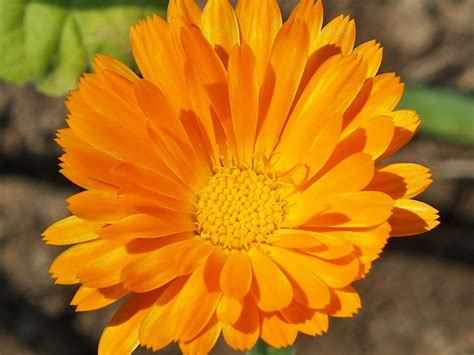 꽃 여름 금잔화 Pixabay의 무료 사진