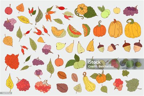 가을 개체 컬렉션입니다 손으로 그린 단풍 열매 견과류 호박 아이콘 세트 밝은 배경에 고립 된 채소와 과일을 색칠하십시오 도토리 피칸 배 잎 사과 개 장미 크랜베리 0명에