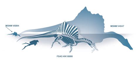 Take A Look At This Wee Spinosaurus Fossil Paleontology World