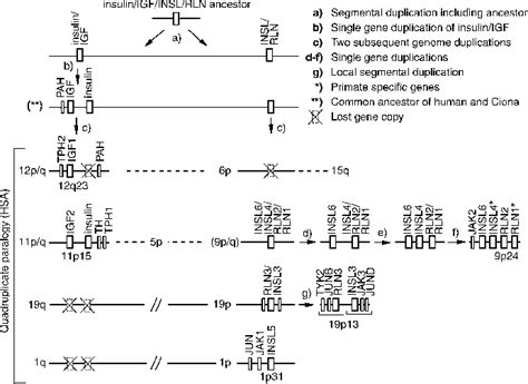 —schematic Diagram Showing The Proposed Sequence Of Events During The Download Scientific