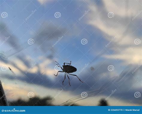 Bug On Windows Stock Photo Image Of Windows Owindo 226693770