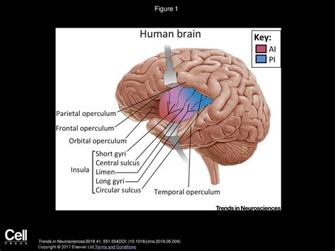Ho Namkung Sun Hong Kim Akira Sawa Trends In Neurosciences Ppt Download